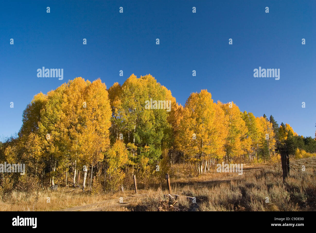 Aspen trees on a landscape, Hope Valley, California, USA Stock Photo ...
