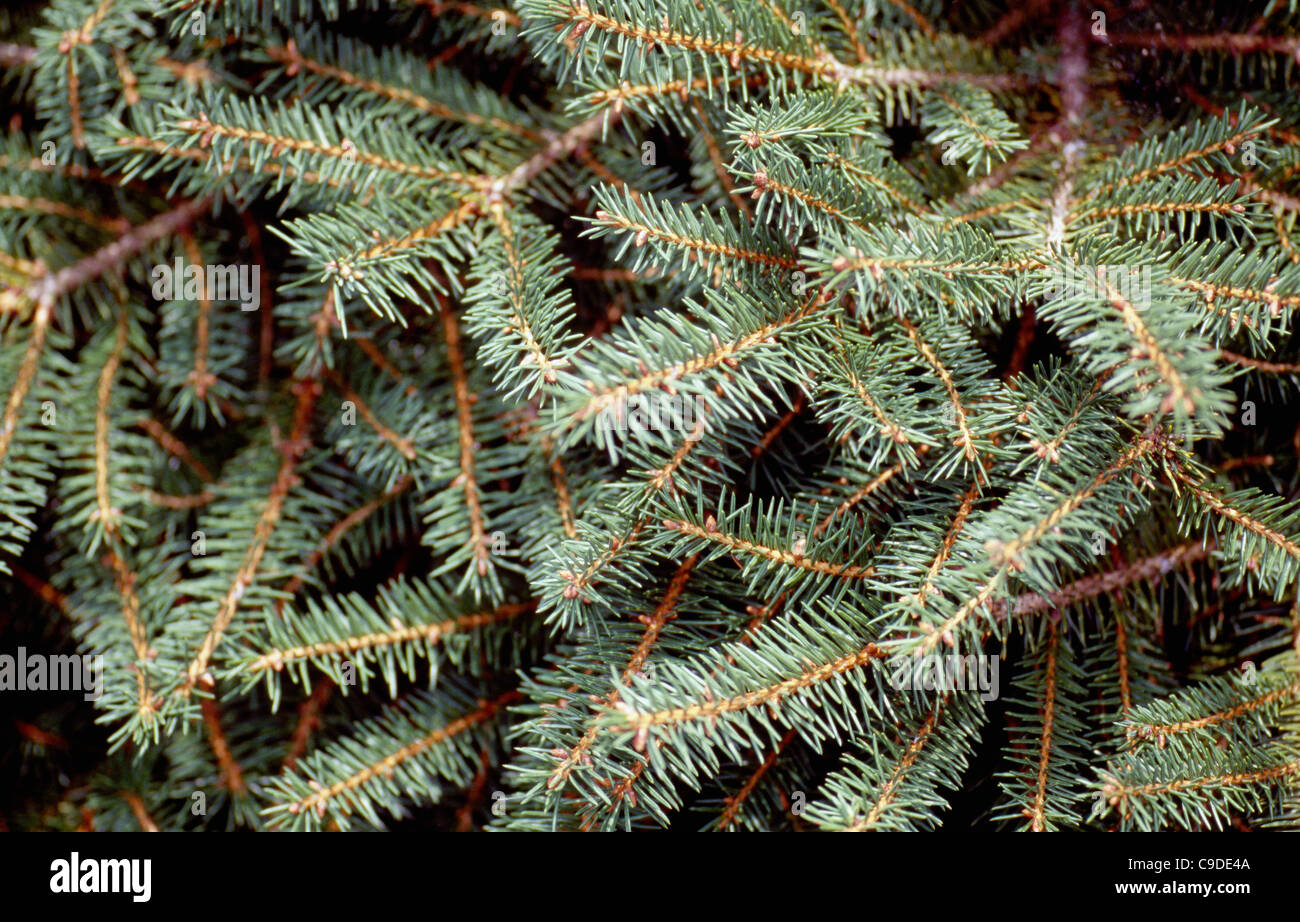Close-up of a fir tree Stock Photo - Alamy