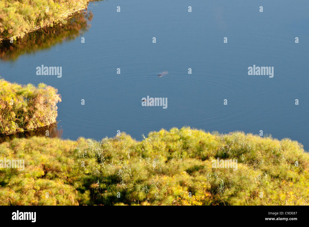 Aerial view of a delta, Okavango Delta, Botswana Stock Photo - Alamy
