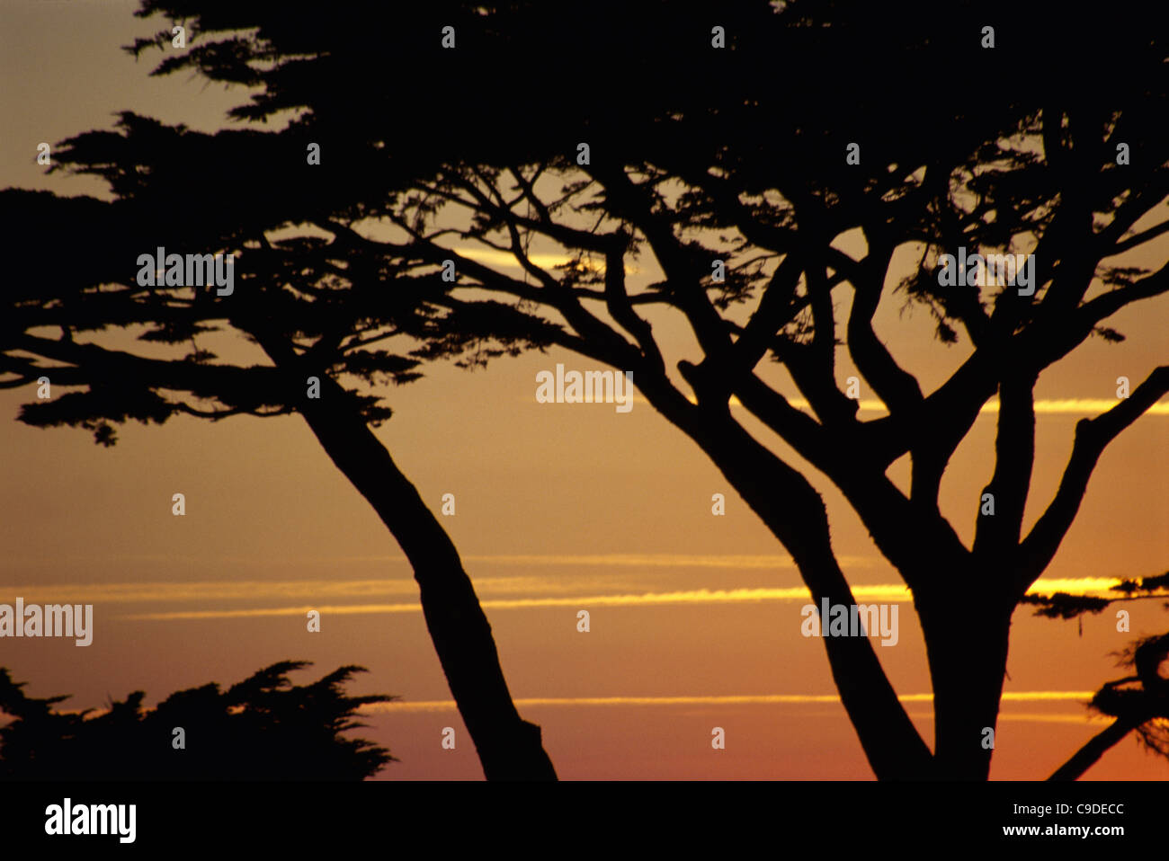 Silhouette of trees during sunset Stock Photo - Alamy