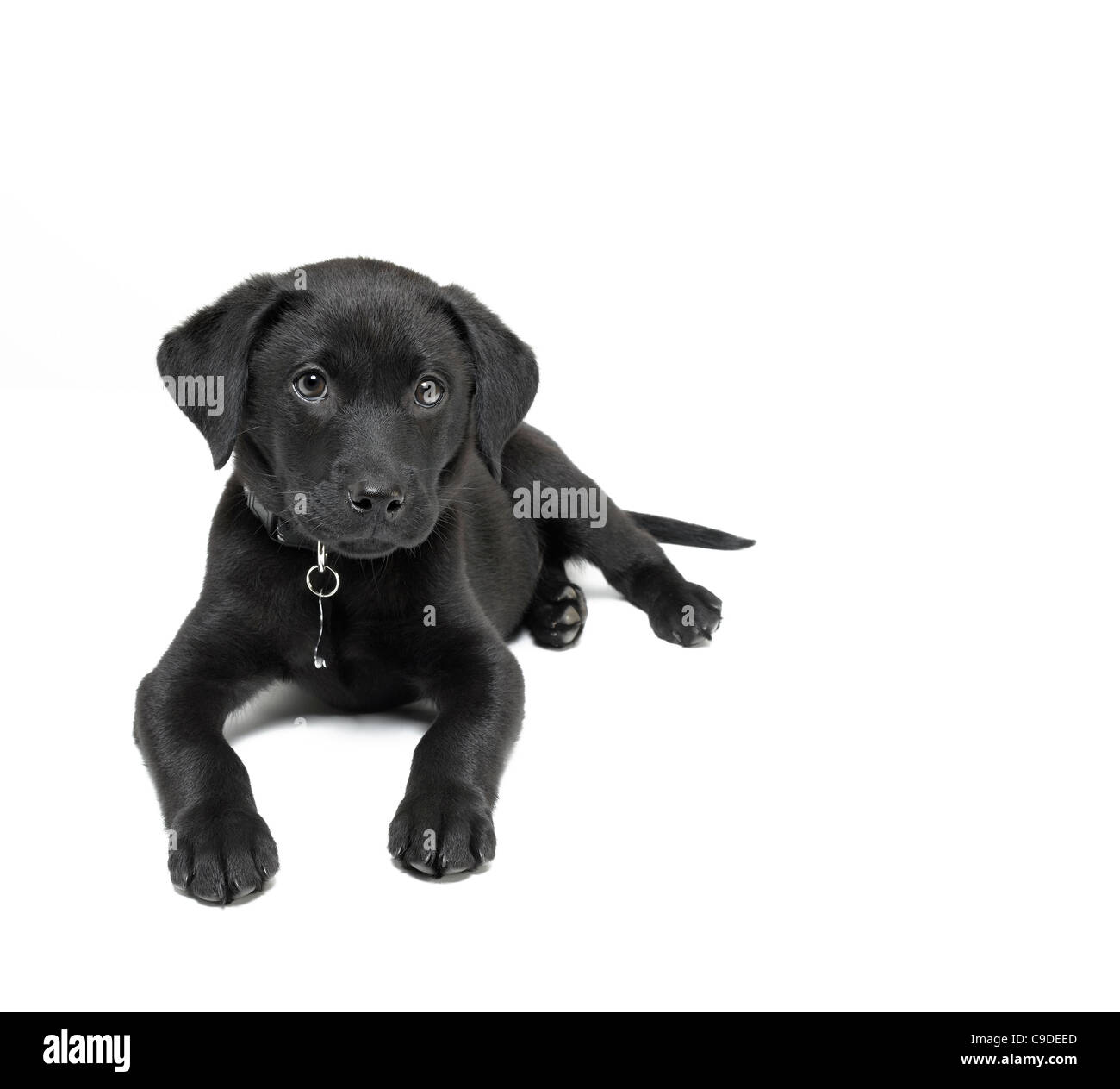 12 weeks old hi-res stock photography and images - Alamy