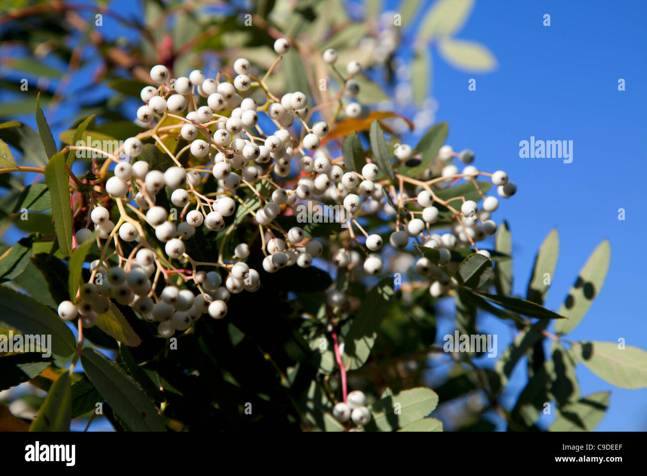 Sorbus Berries Tree Garden Uk Stock Photos & Sorbus Berries Tree Garden ...