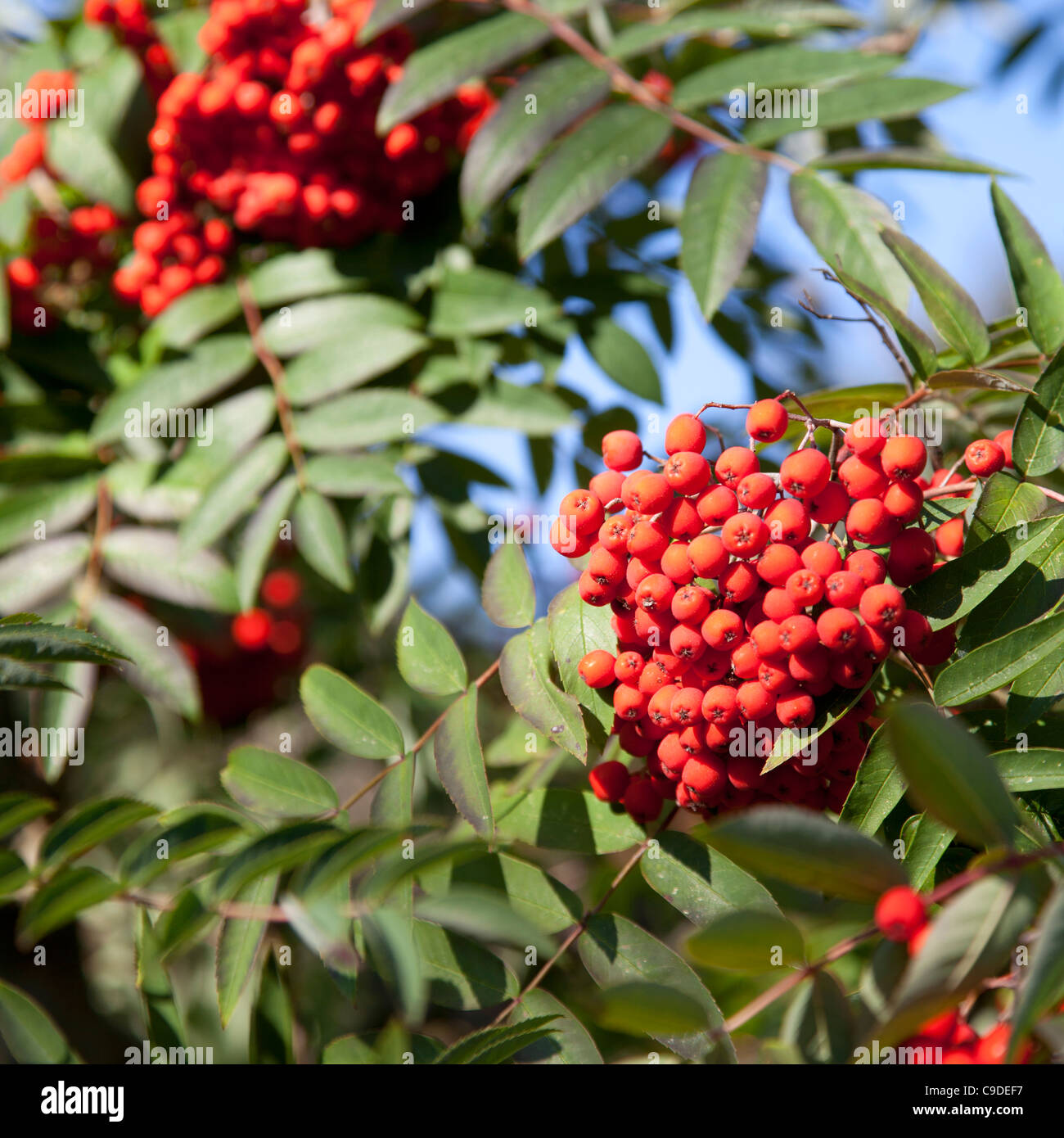 Sorbus berries tree garden uk hi-res stock photography and images - Alamy