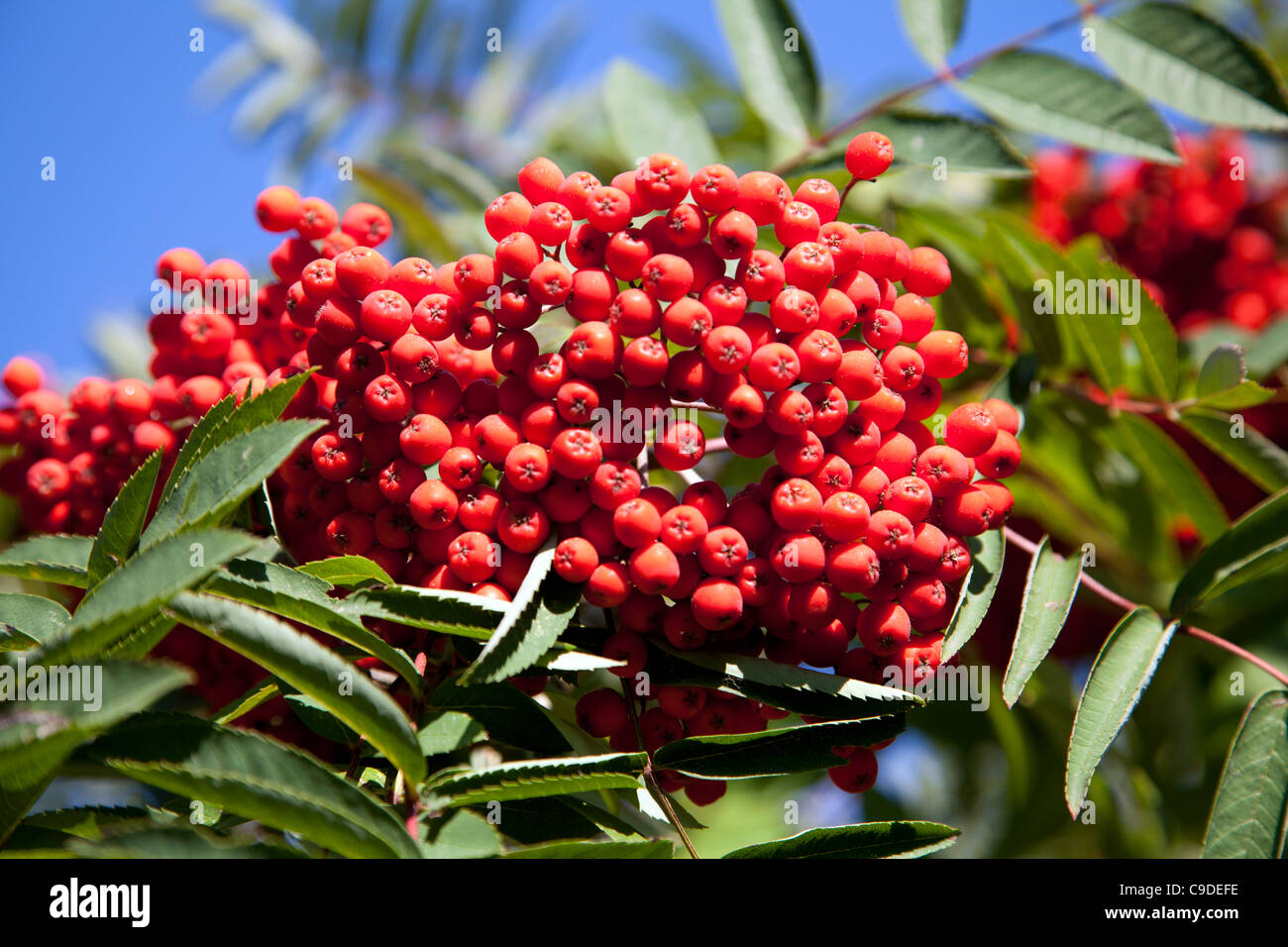 Sorbus Berries Tree Garden Uk High Resolution Stock Photography and ...