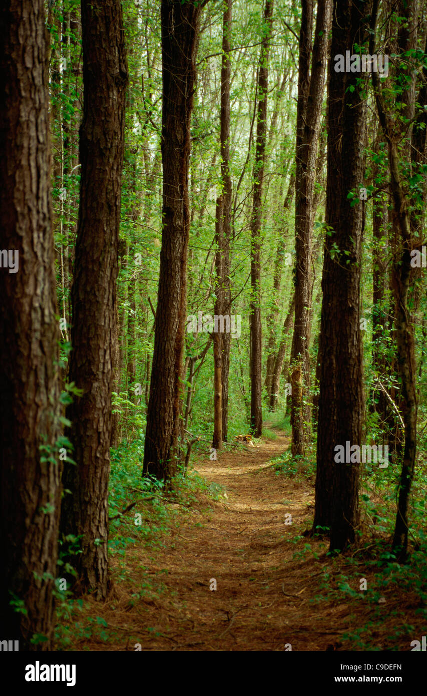 Trees in a forest Stock Photo - Alamy