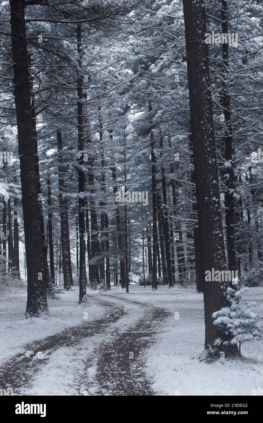 Path passing through a forest, Michigan, USA Stock Photo - Alamy