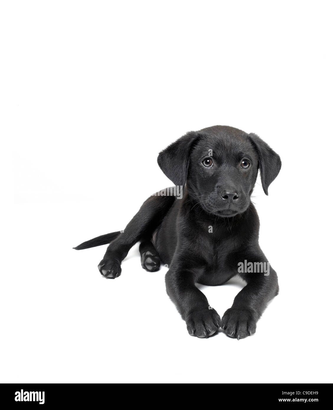 Black labrador puppy hi-res stock photography and images - Alamy