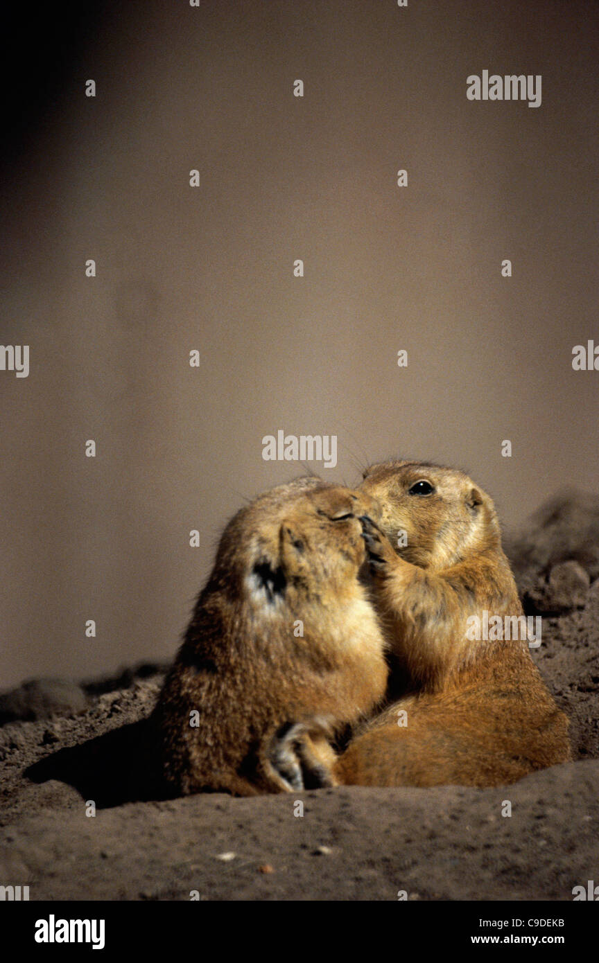 Two prairie dogs Stock Photo - Alamy
