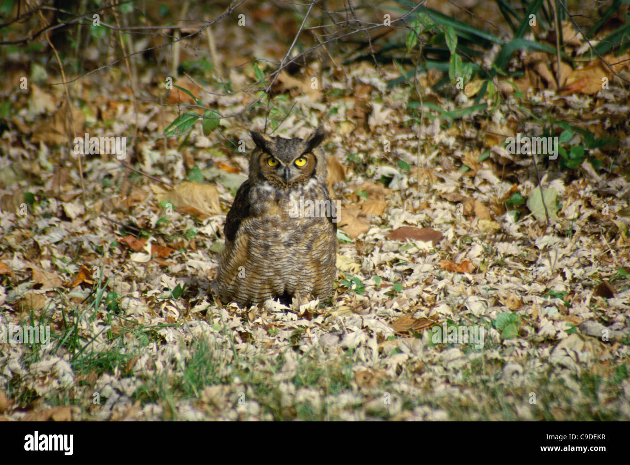 Great Horned Owl on the floor Stock Photo - Alamy