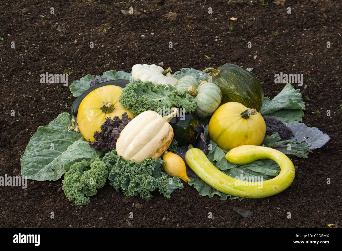 Soil Vegetable Selection High Resolution Stock Photography and Images ...