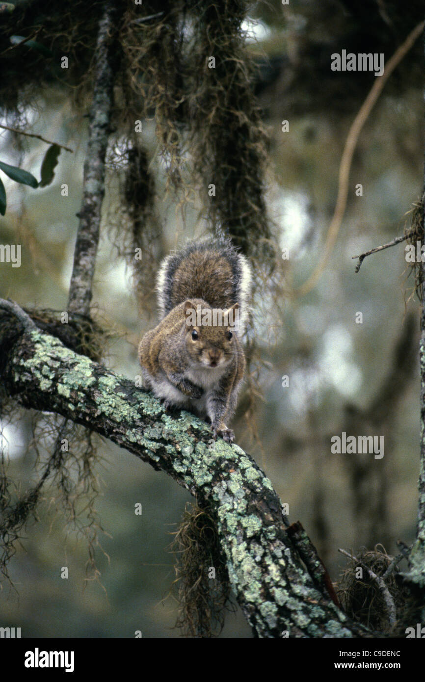 Squirrel on a tree Stock Photo - Alamy