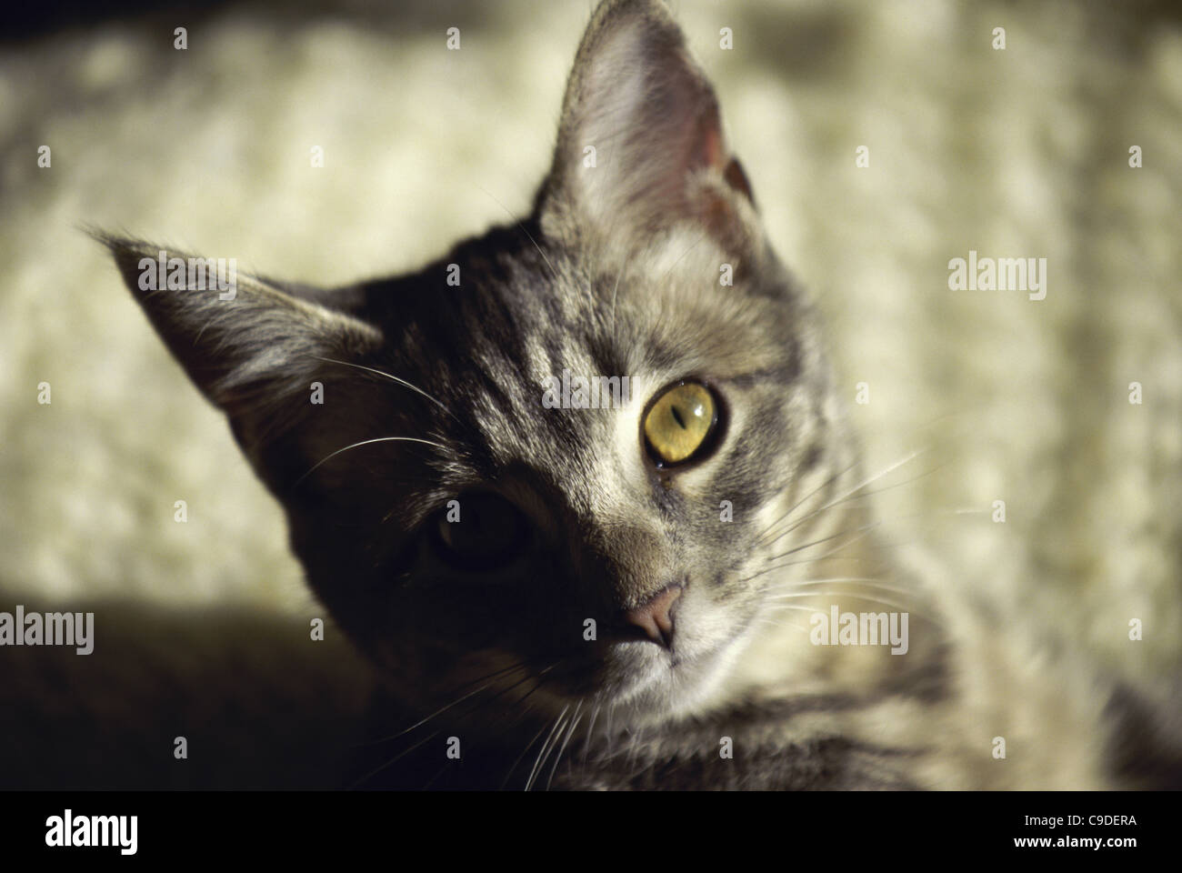 Close-up of a cat looking up Stock Photo - Alamy