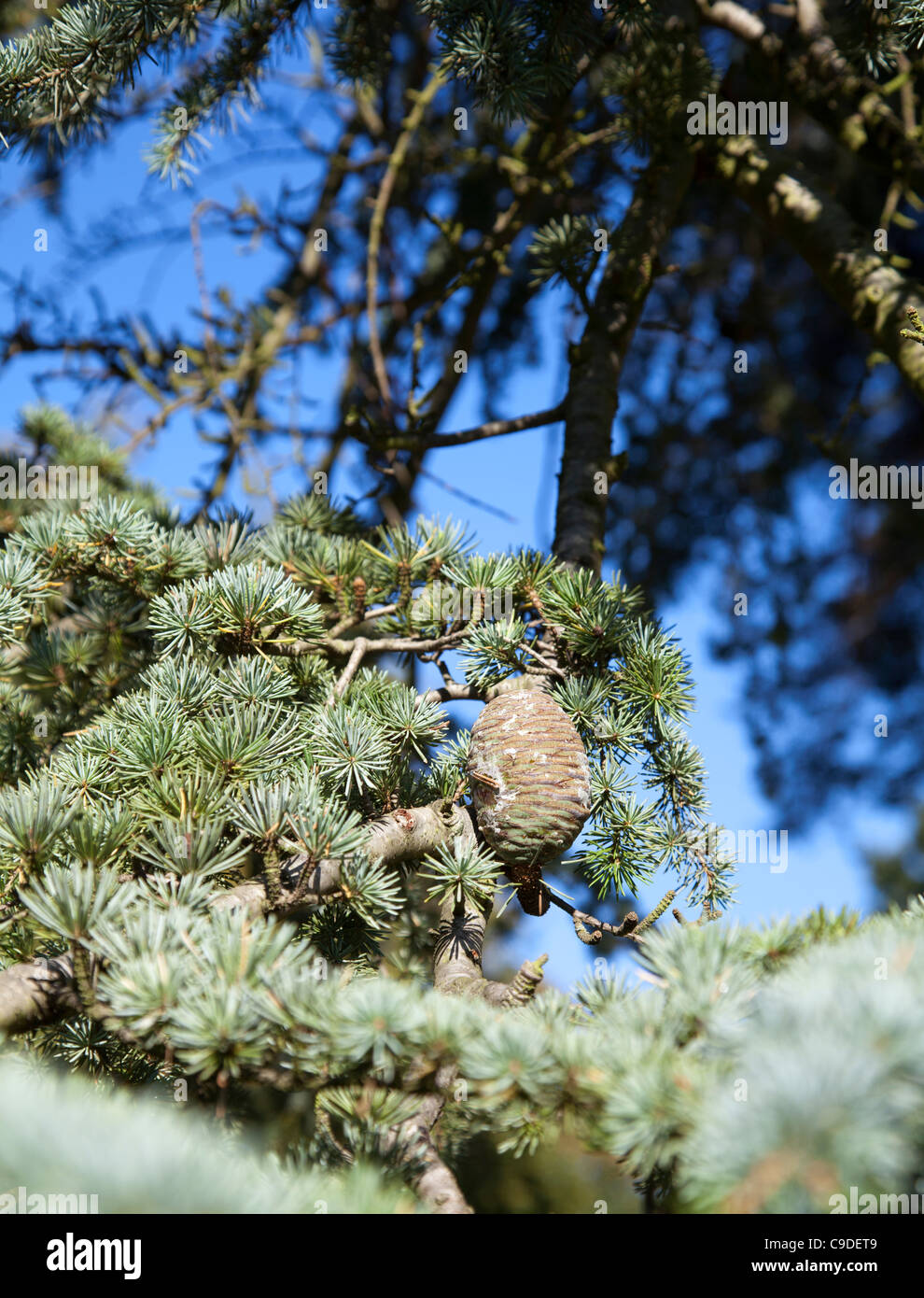 Atlantic cedar cedrus atlantica hi-res stock photography and images - Alamy