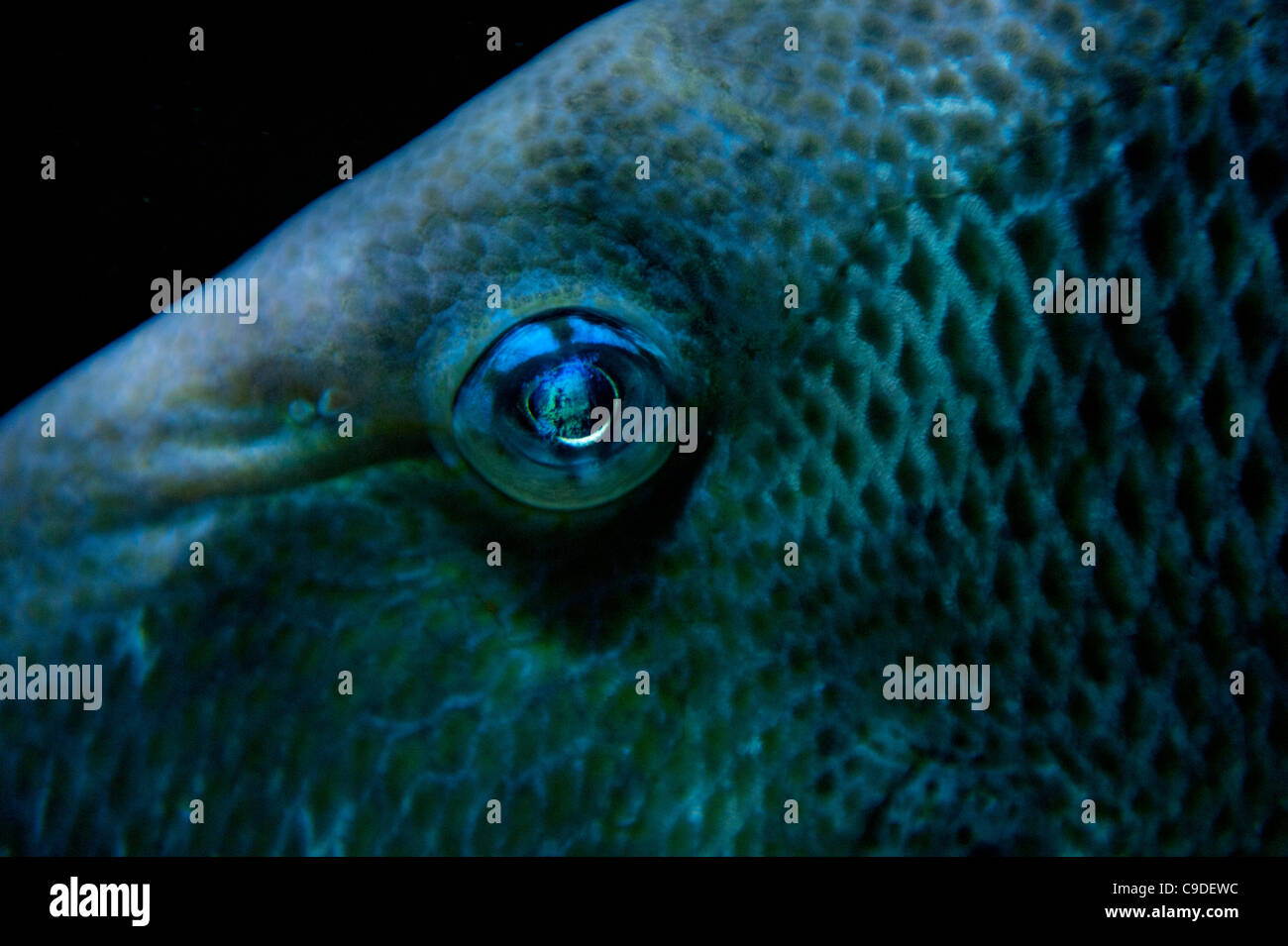 Trigger Fish at the Scottish Sea Life Sanctuary, Oban, Argyll, Scotland ...