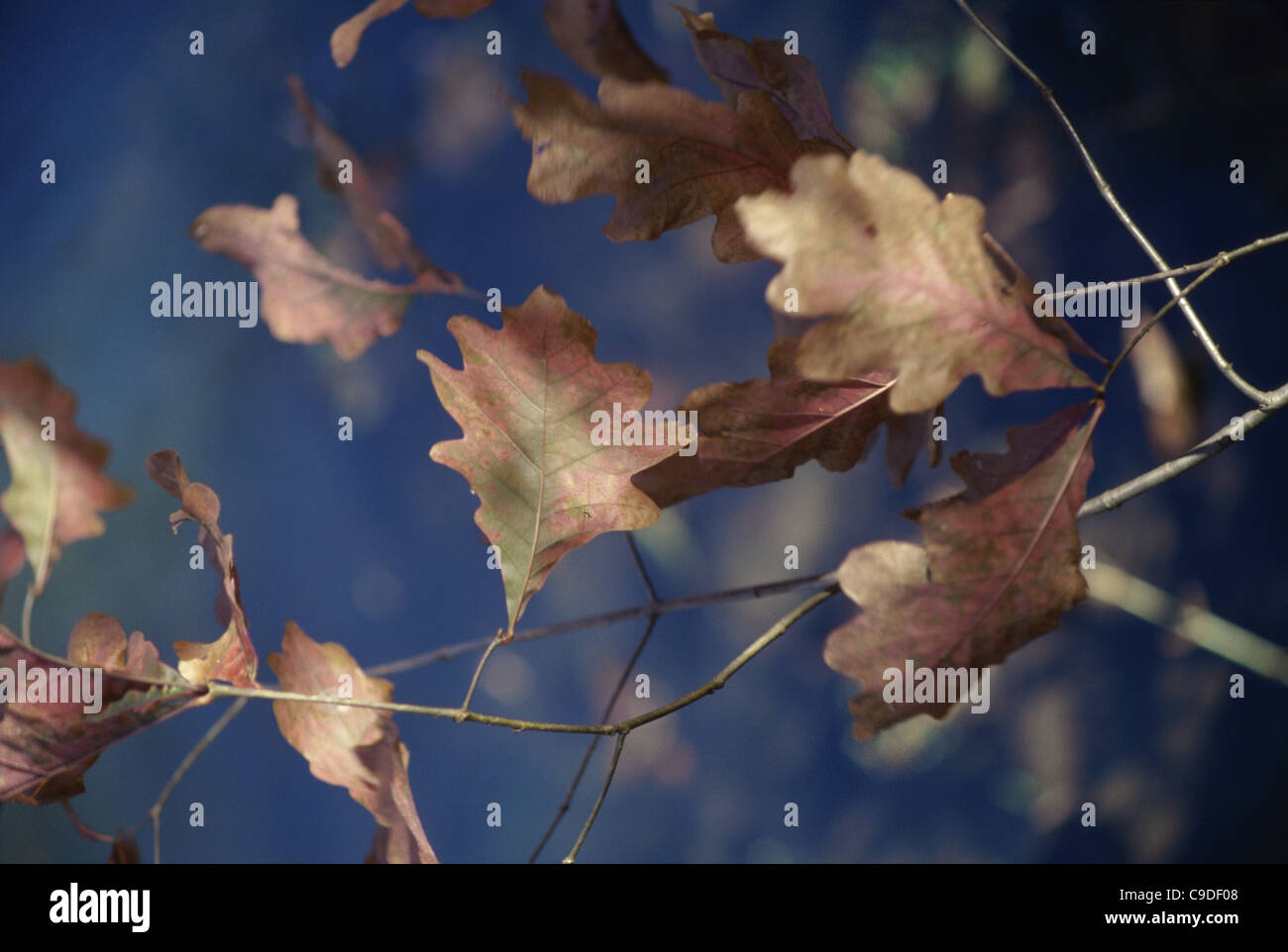 Dry leaves on a tree Stock Photo - Alamy