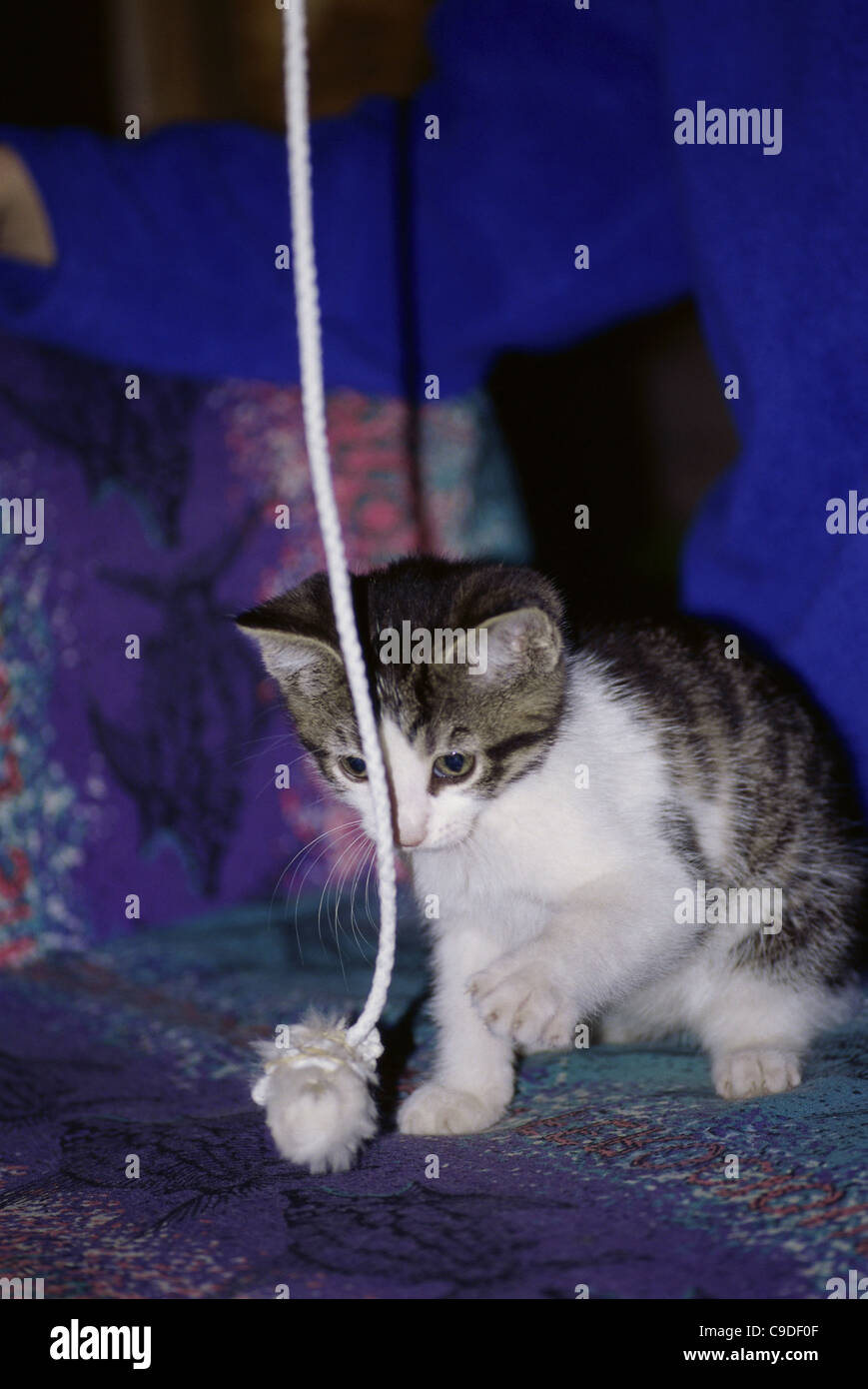 Kitten playing with a string Stock Photo - Alamy