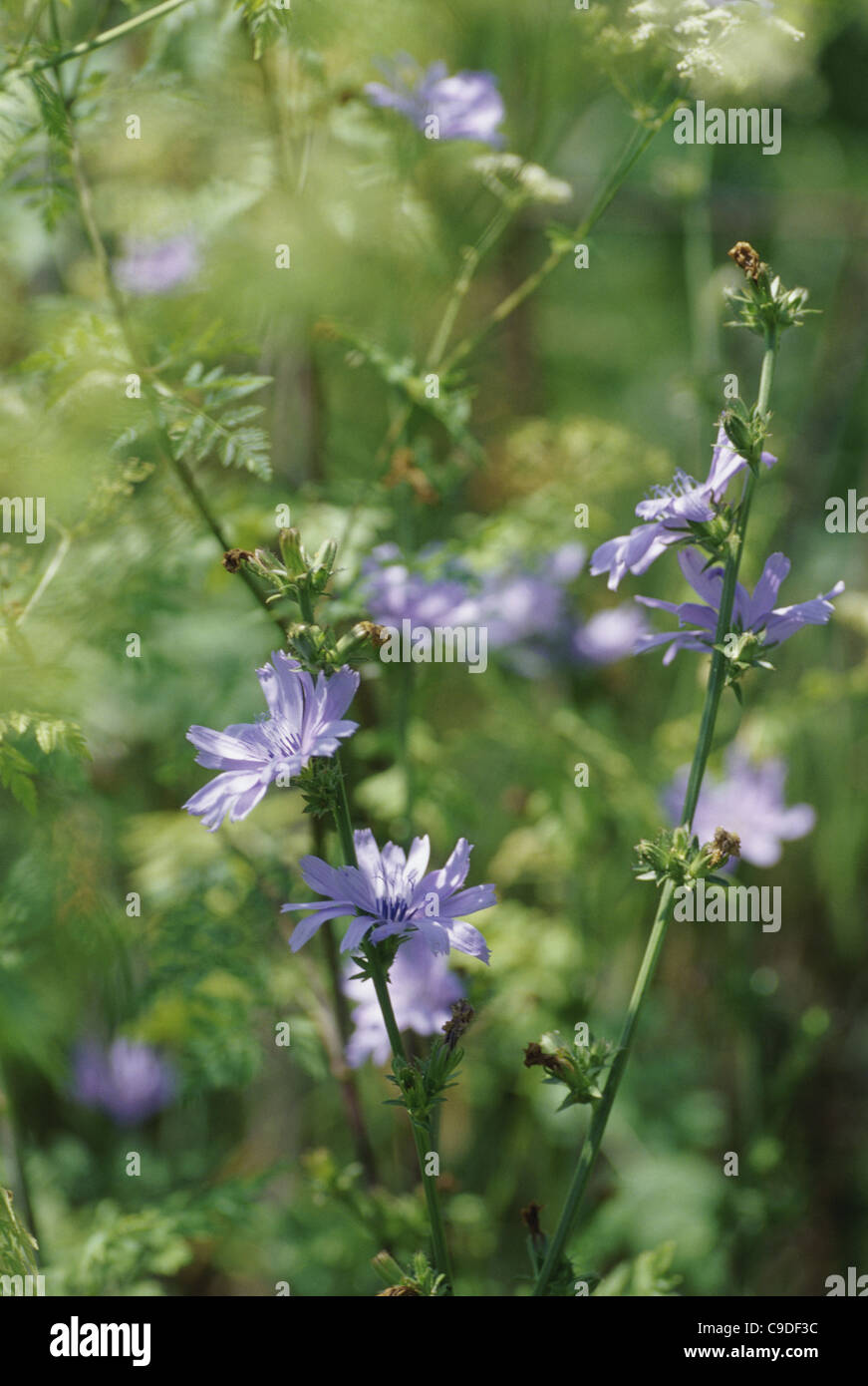 Chicory flowers in a field Stock Photo - Alamy