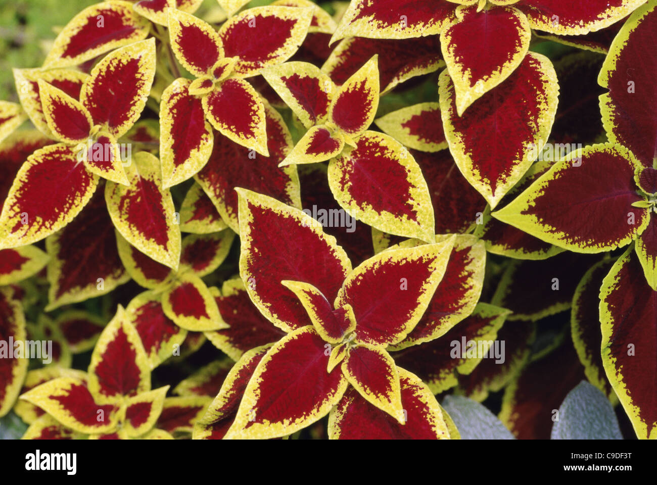 Close-up of a coleus plant Stock Photo - Alamy