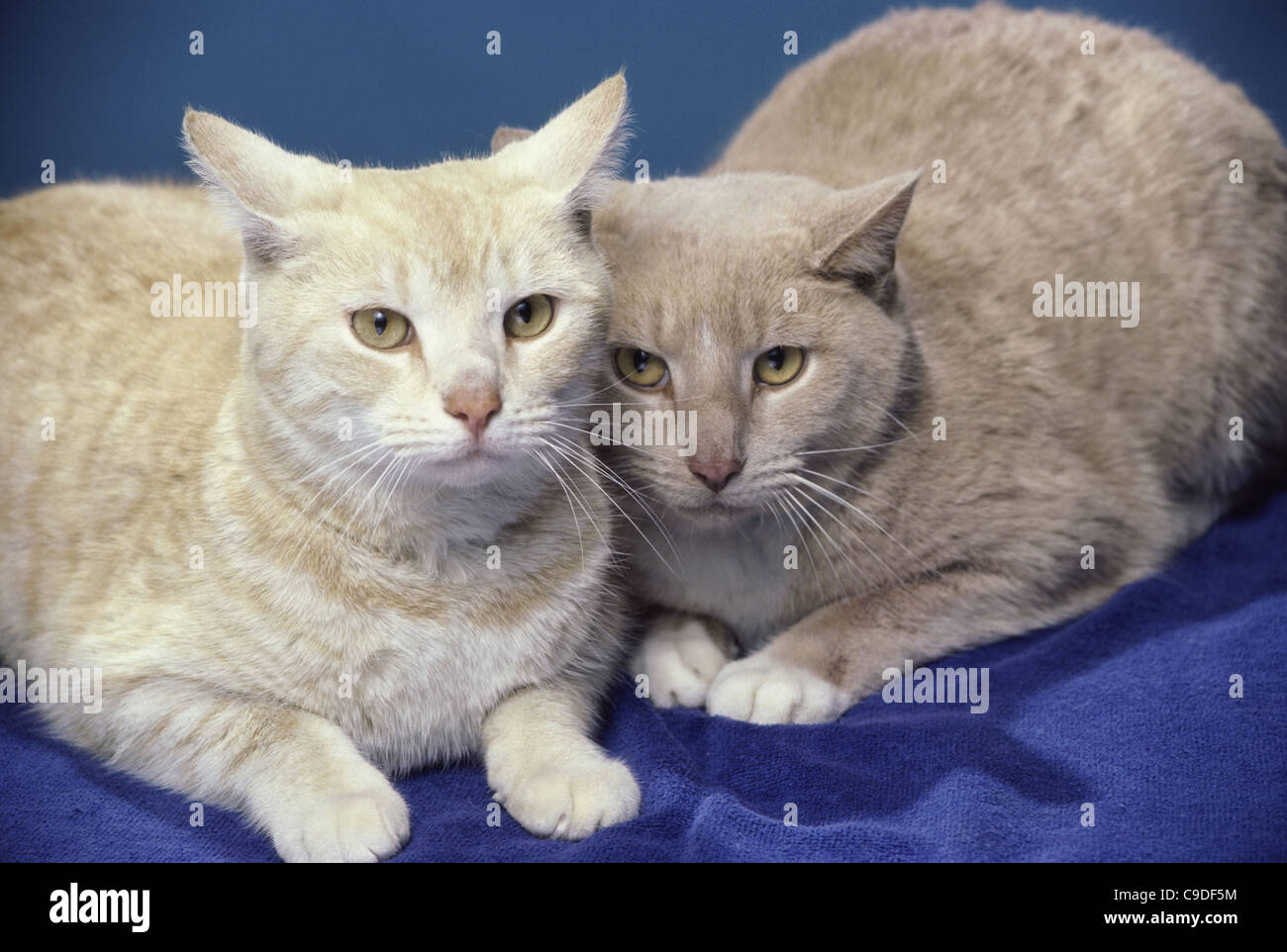 Portrait of cats hi-res stock photography and images - Alamy