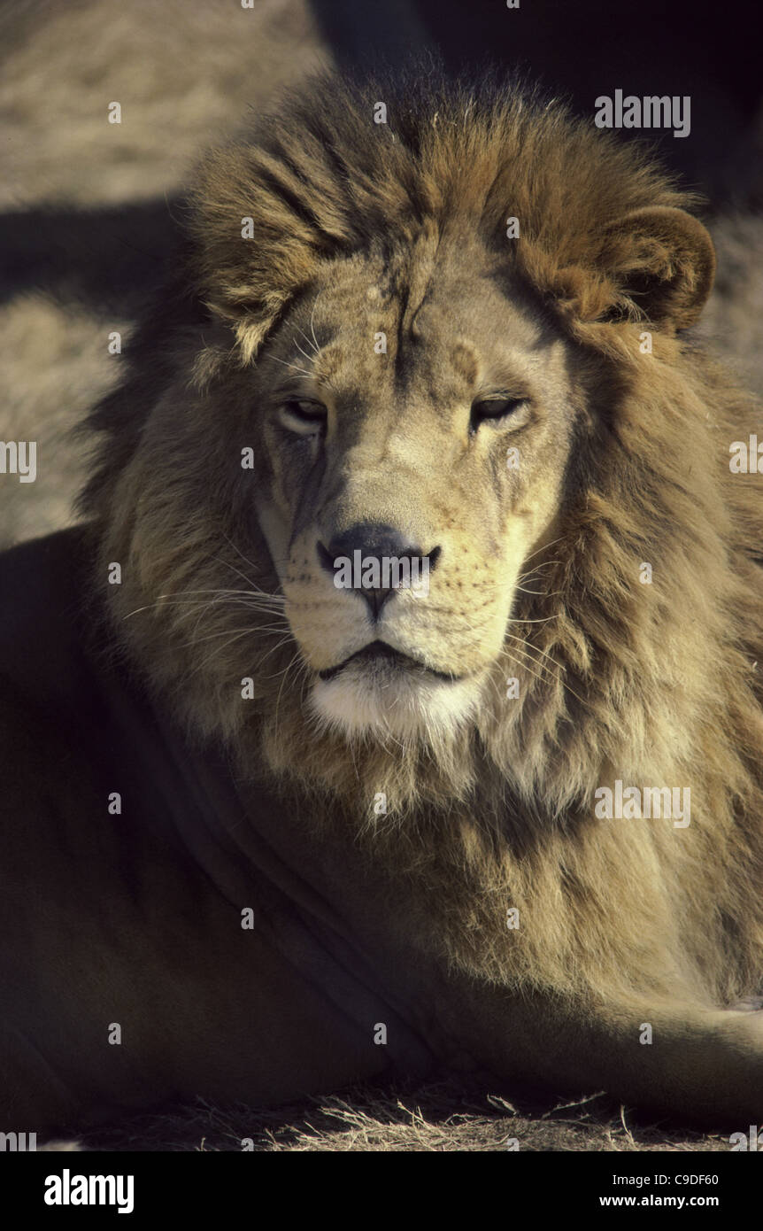 Close-up of the face of a lion Stock Photo - Alamy