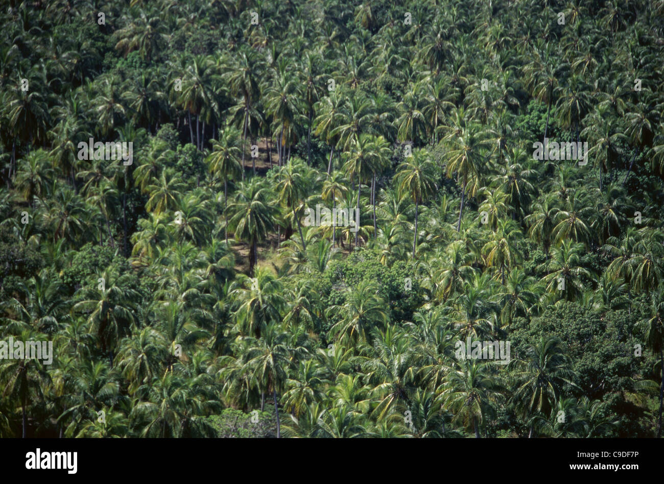 Aerial view of palm trees in a forest, Venezuela Stock Photo - Alamy