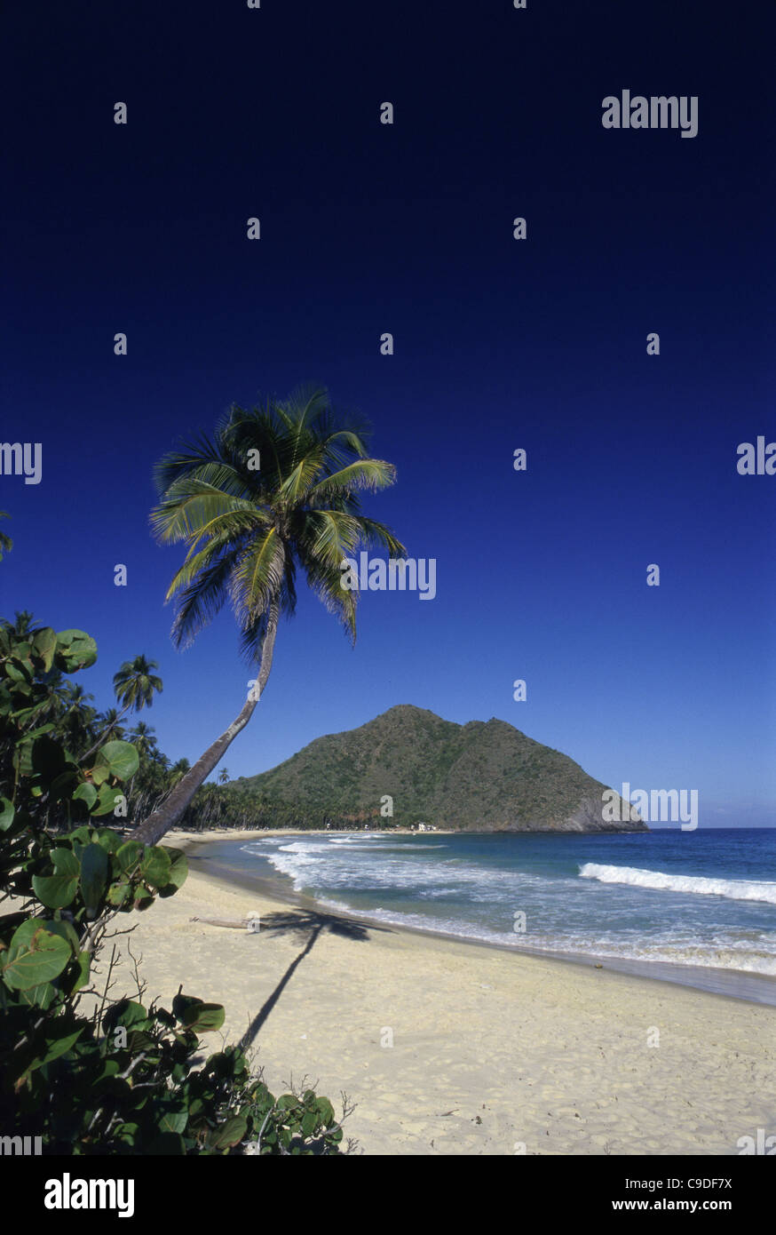 Palm trees on a beach, Venezuela Stock Photo - Alamy