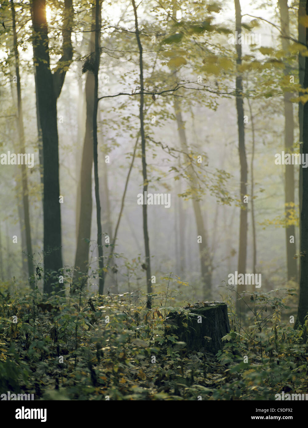Trees in a forest, Ohio, USA Stock Photo - Alamy