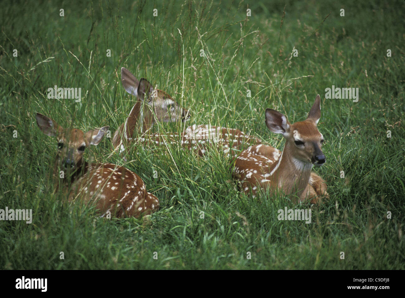 Spotted deer fawn lying hi-res stock photography and images - Alamy