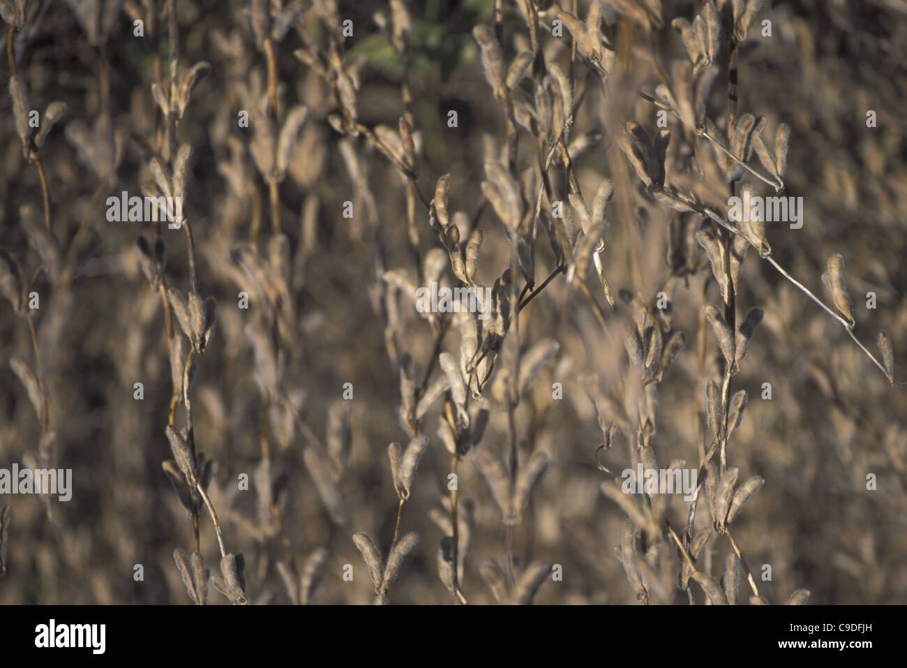 Close-up of weed plants Stock Photo - Alamy