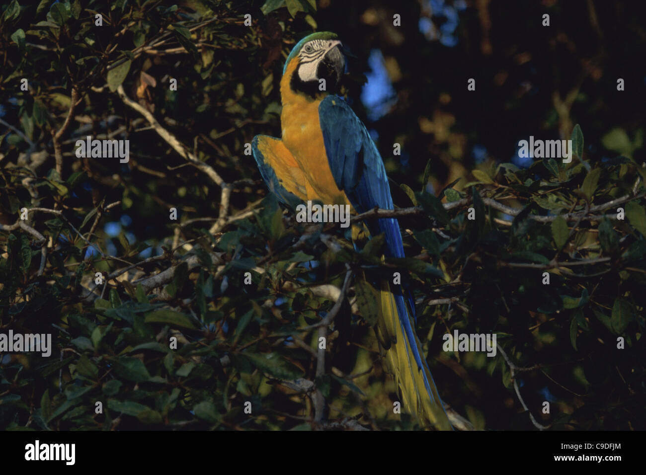 Close-up of a macaw on a tree Stock Photo - Alamy