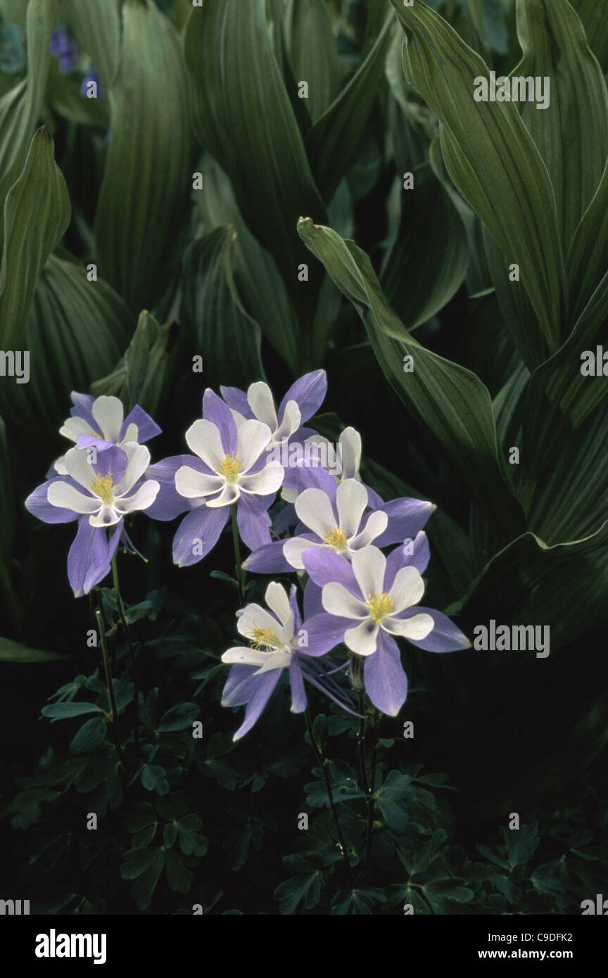 Close-up of columbines Stock Photo - Alamy