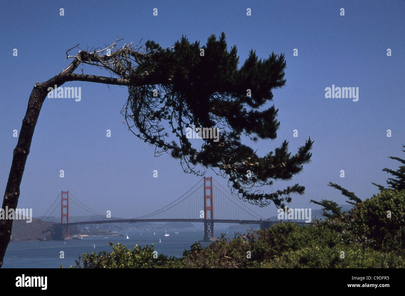 Tree in front of Golden Gate Bridge, San Francisco, California, USA ...