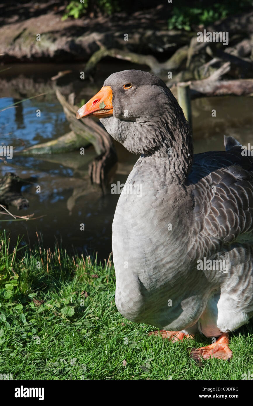 Toulouse geese hi-res stock photography and images - Alamy