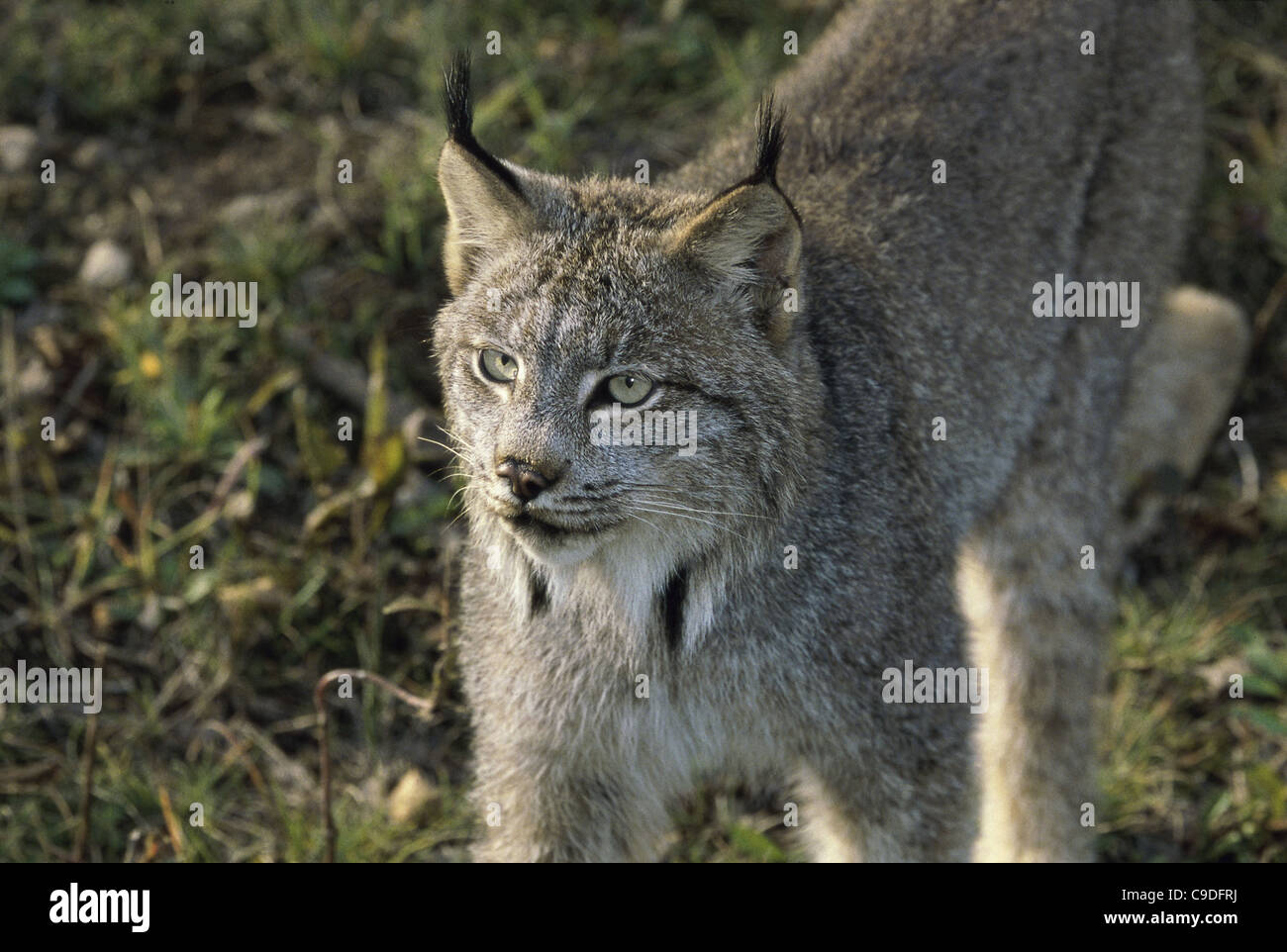 Bobcat animal close up view hi-res stock photography and images - Alamy