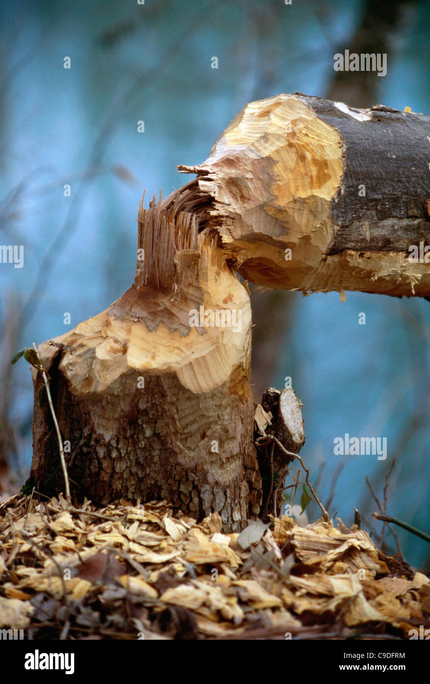 Close-up of the base of a felled tree Stock Photo - Alamy