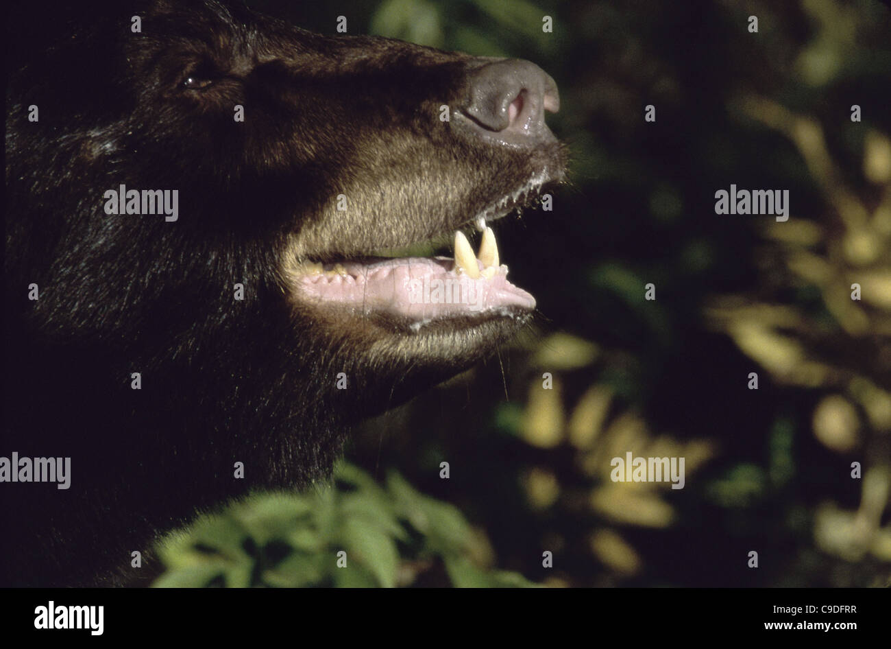 Close-up of the snout of a Black Bear Stock Photo - Alamy