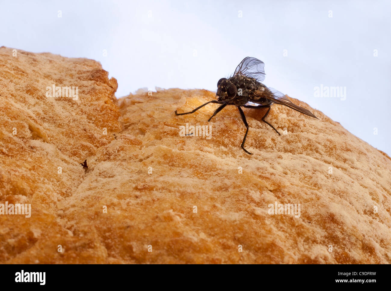 House fly on piece of crusty bread Stock Photo - Alamy