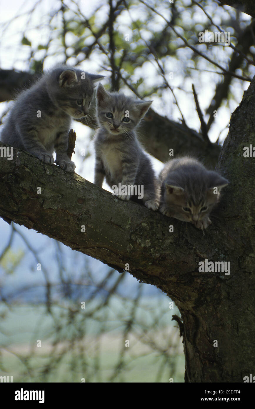 Three cats sitting on the branch of a tree Stock Photo - Alamy