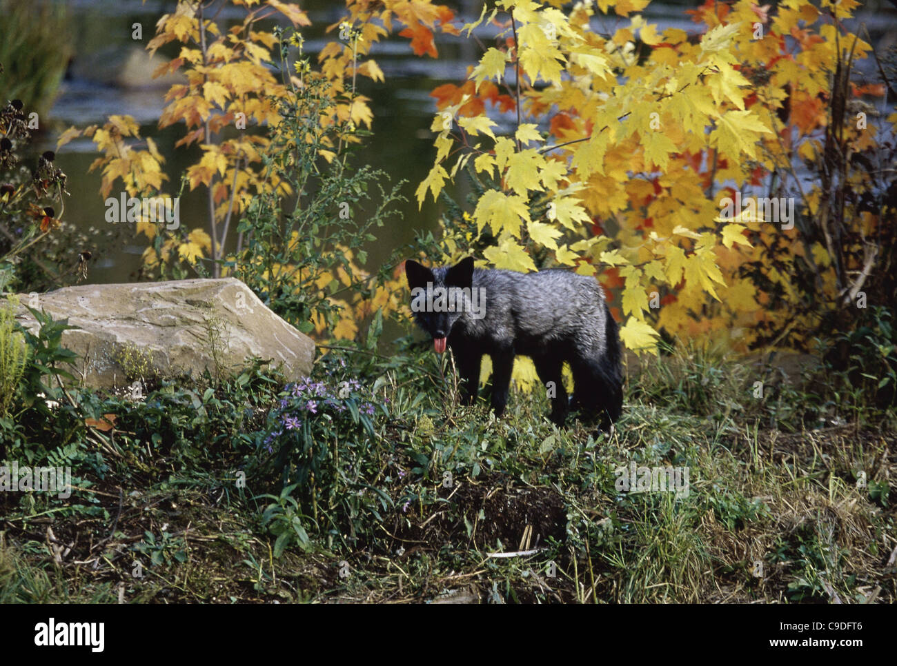 Silver Fox standing in the forest Stock Photo - Alamy