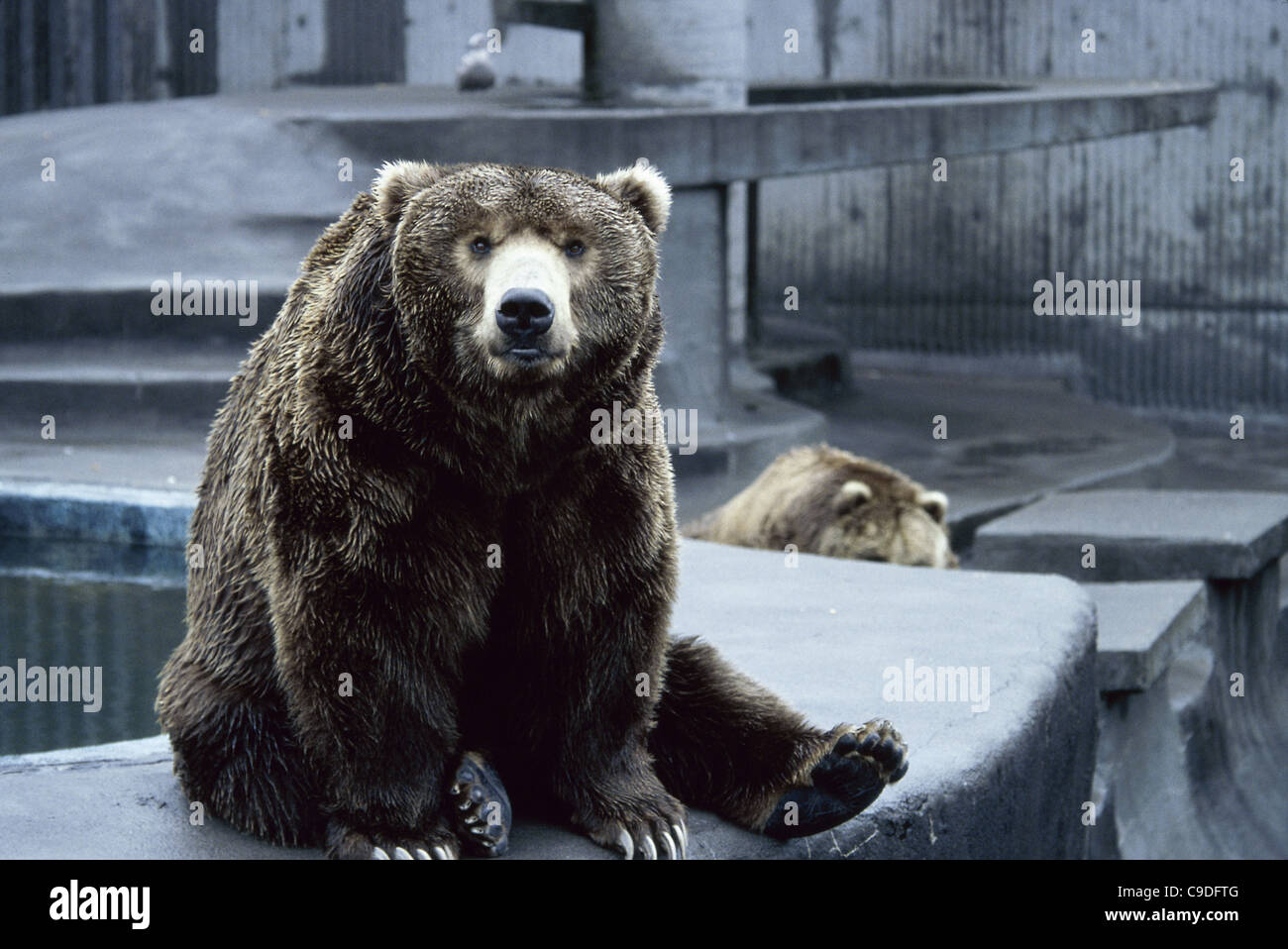 Portrait of a Brown Bear, San Francisco, California, USA Stock Photo ...