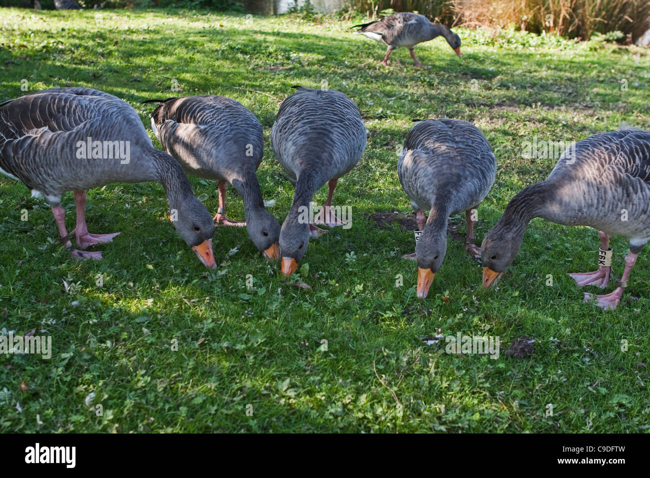 5 geese hi-res stock photography and images - Alamy