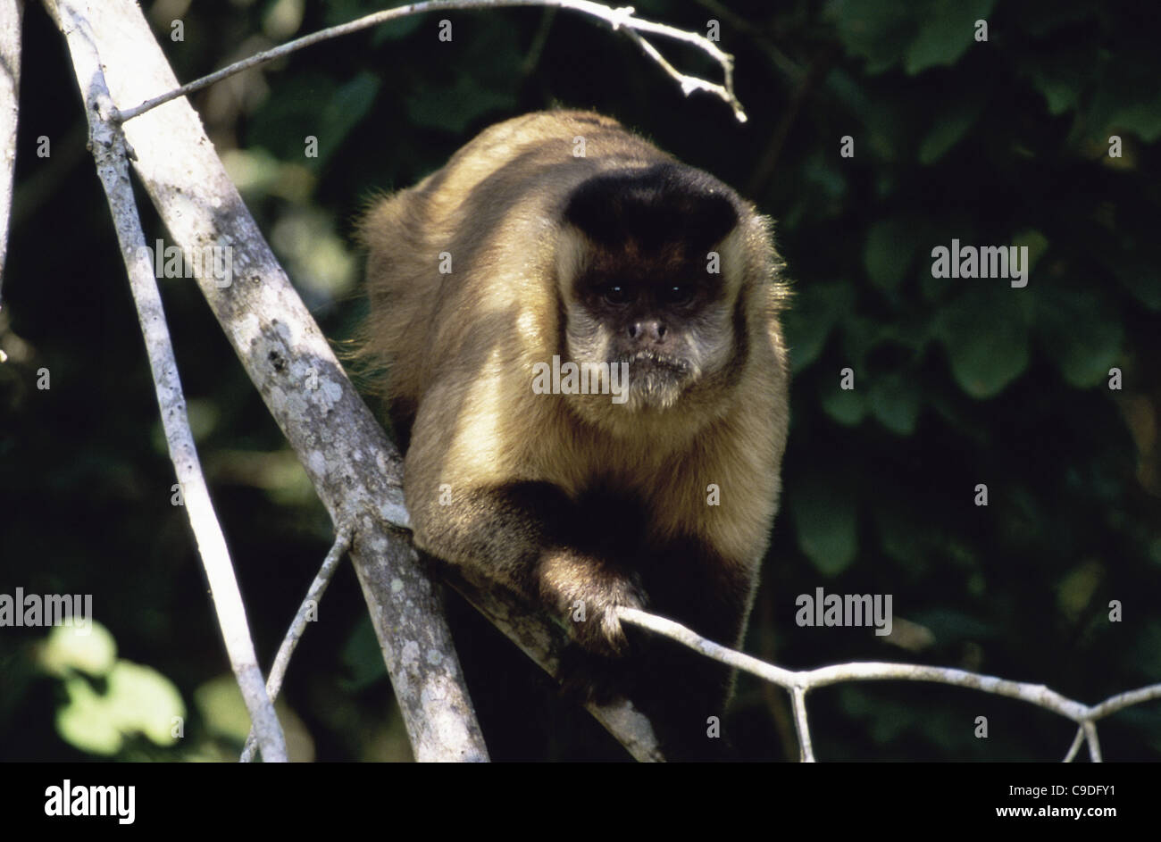 Brown Capuchin on a tree, Brazil Stock Photo - Alamy