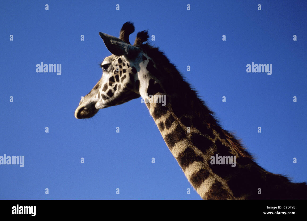 High section view of a giraffe Stock Photo - Alamy