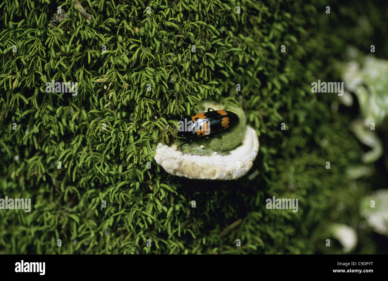 Close-up of a beetle on a mushroom Stock Photo - Alamy