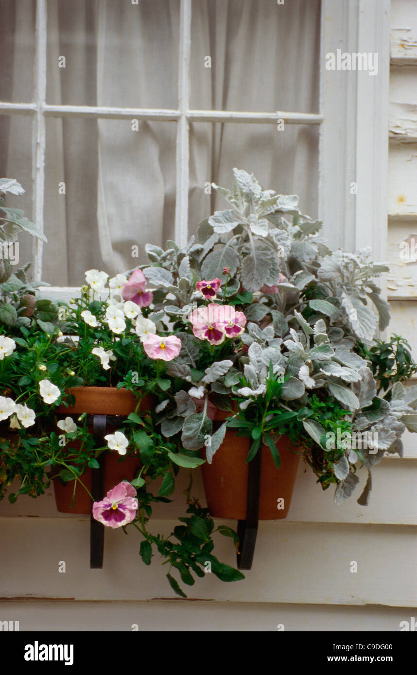 Flowers on a window ledge Stock Photo - Alamy