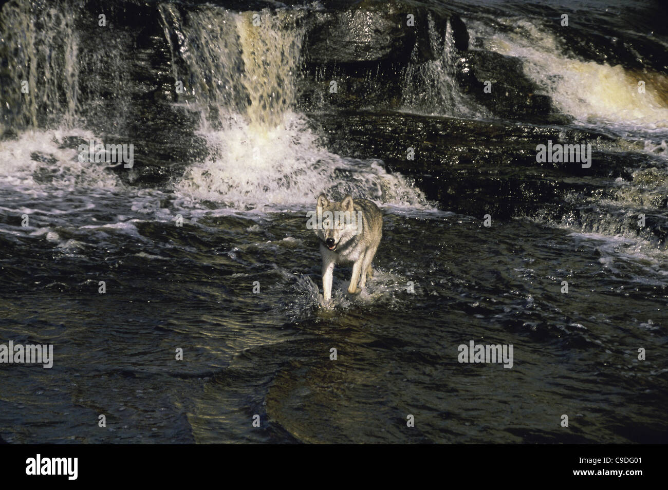 Gray Wolf crossing a river Stock Photo - Alamy