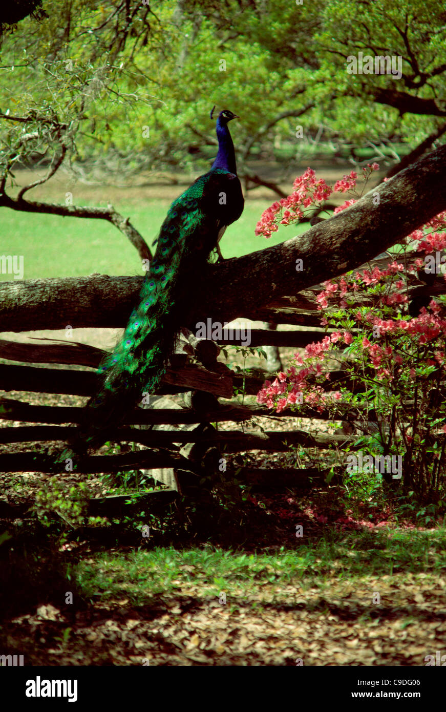 Peacock on a tree branch Stock Photo - Alamy