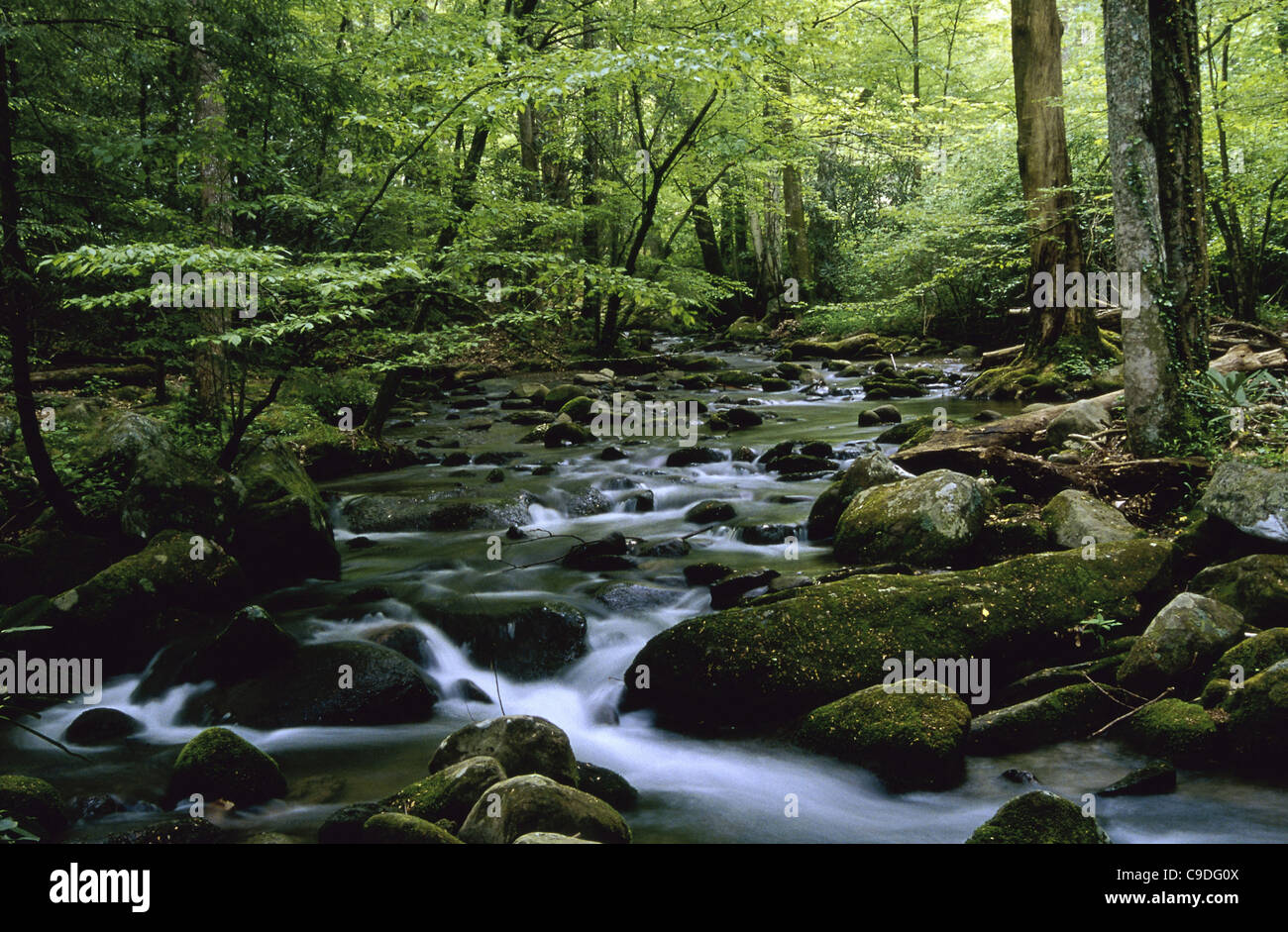 Stream flowing in a forest, Tennessee, USA Stock Photo - Alamy