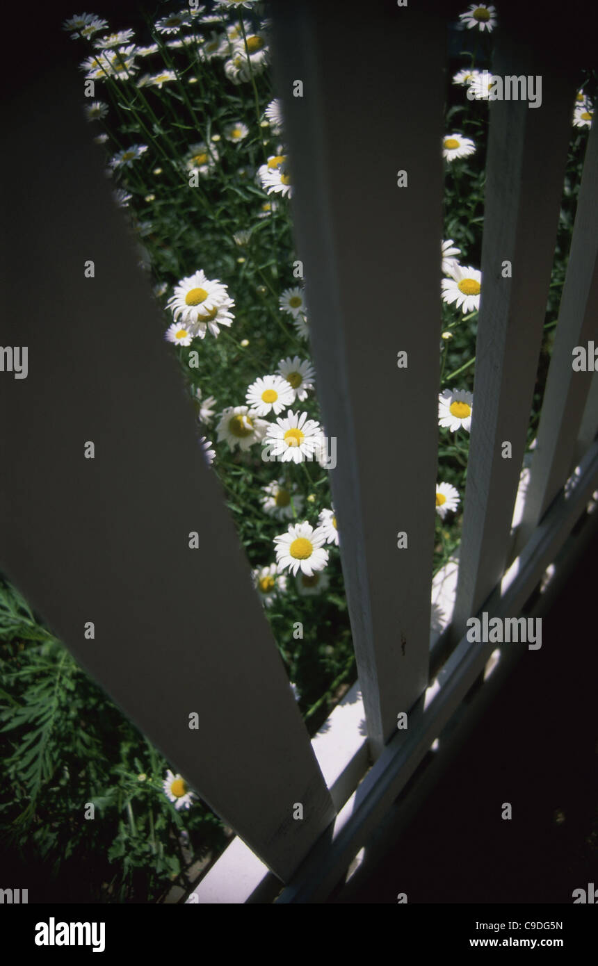 Daisies behind a fence Stock Photo - Alamy