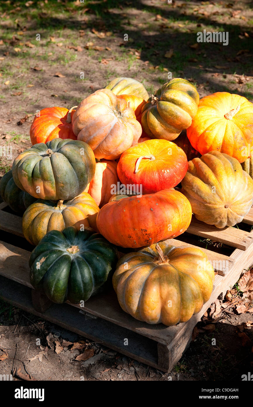 Amish pumpkin farm hi-res stock photography and images - Alamy